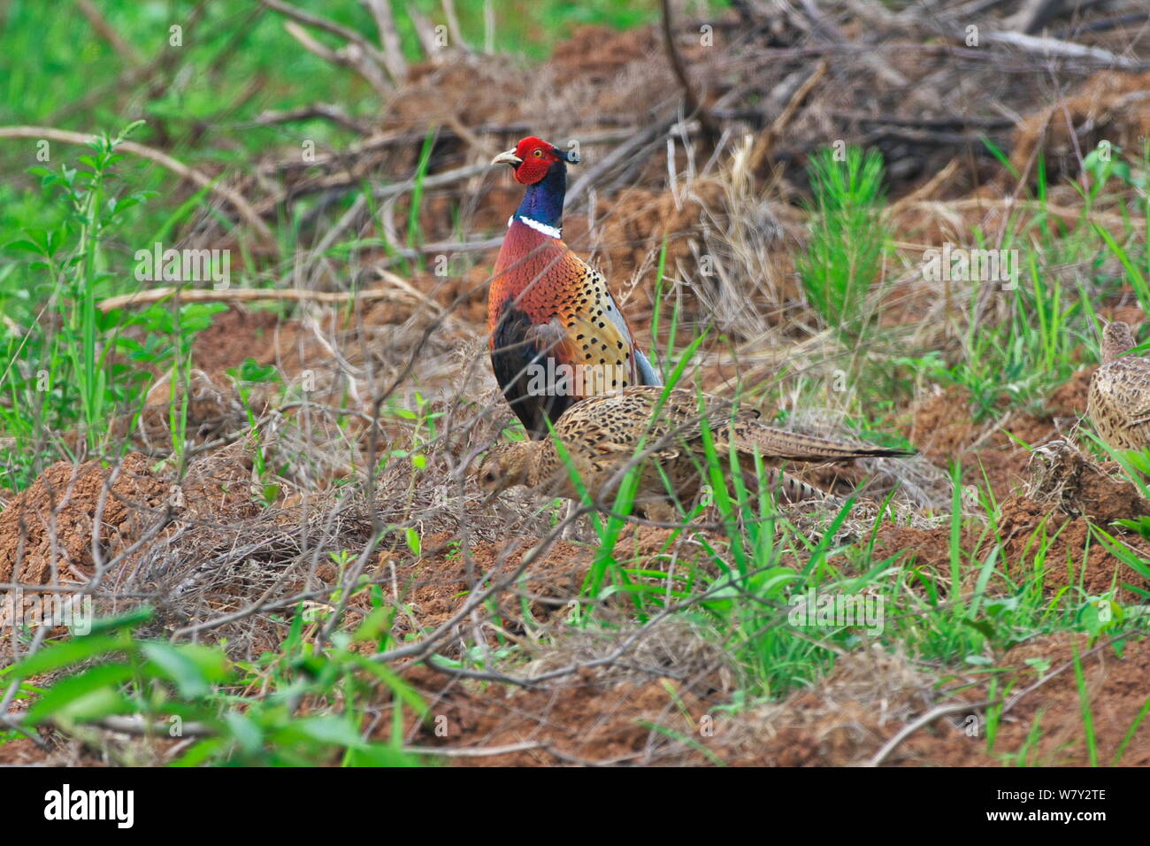 Common Pheasant (Phasianus colchicus) Shanyang town, Gutian County ...