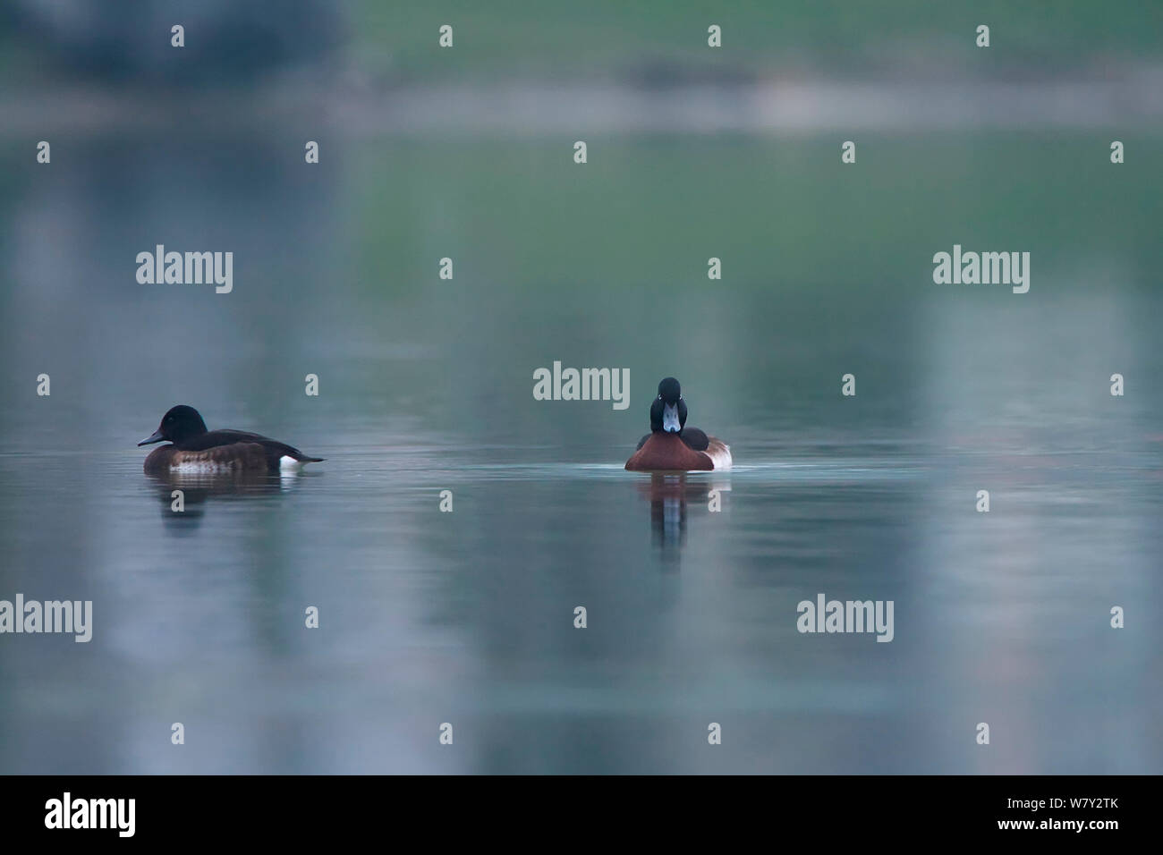 Common birds china hi-res stock photography and images - Alamy