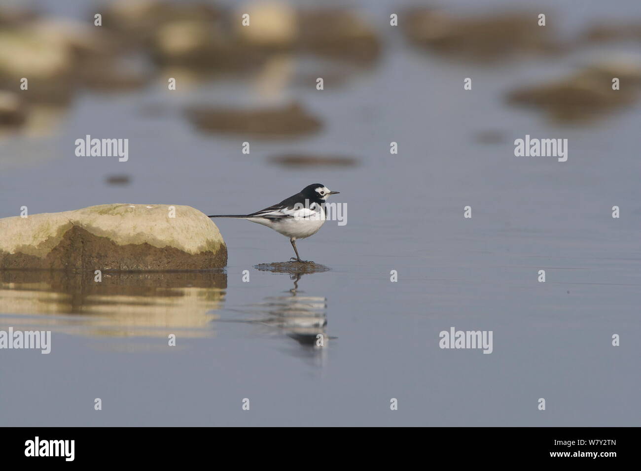 White wagtail (Motacilla alba) Mianyang City, Sichuan Province, China ...