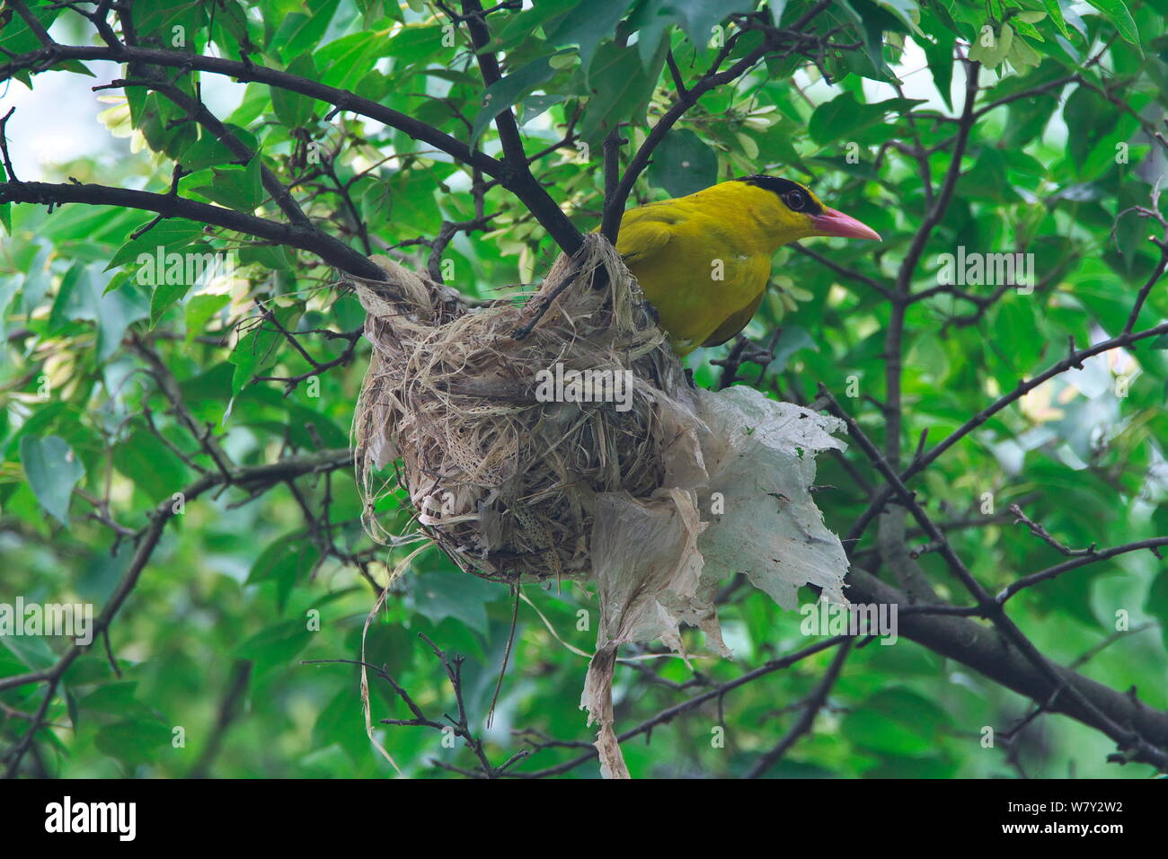 Black-naped Oriole (Oriolus chinensis) at nest, Shanyang town, Gutian ...
