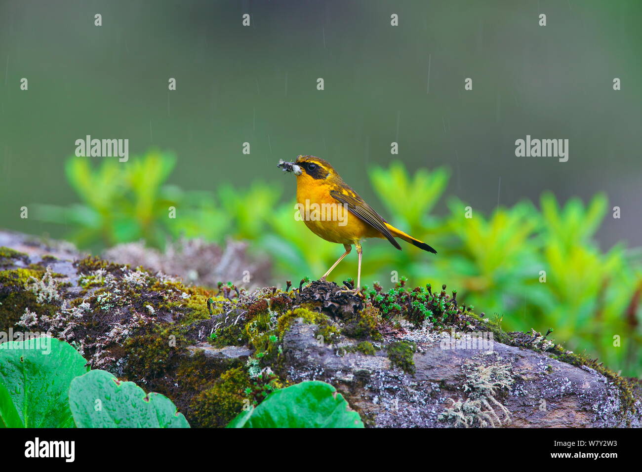 Golden bush-robin (Tarsiger chrysaeus) with insect prey in rain ...