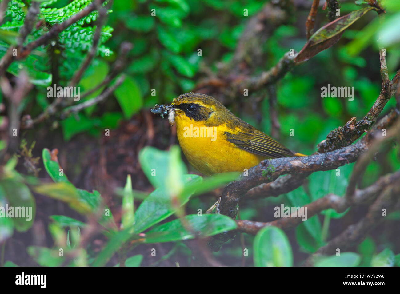 Golden bush-robin (Tarsiger chrysaeus) with insect prey, Kawakarpo ...