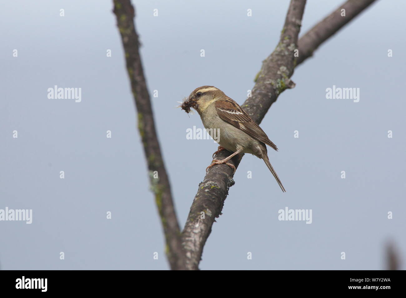 Russet sparrow (Passer rutilans) perched, Lantsang Mekong river ...