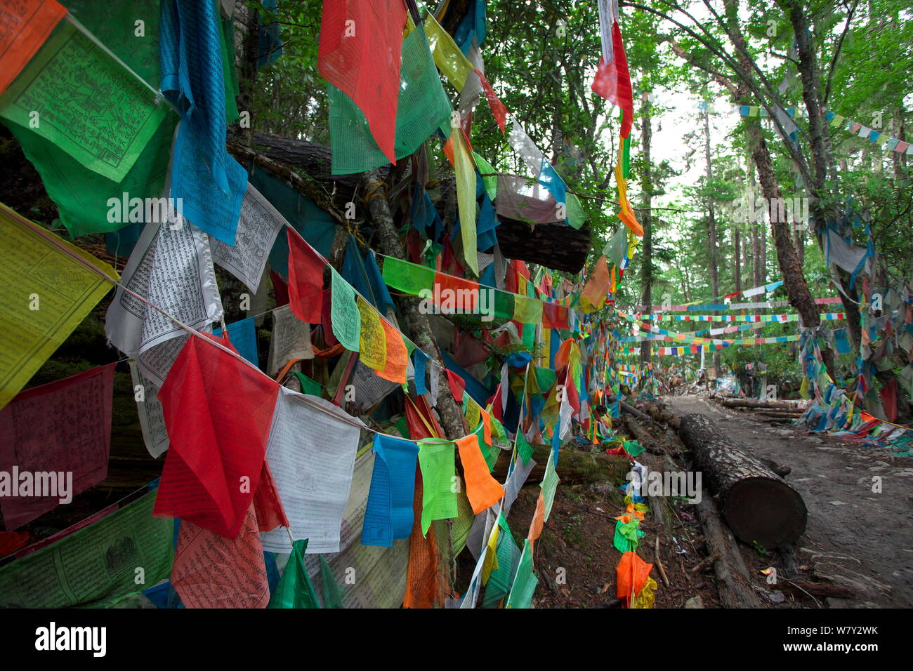 Colourful Tibetan prayer flags featuring the 'wind horse', Kawakarpo ...