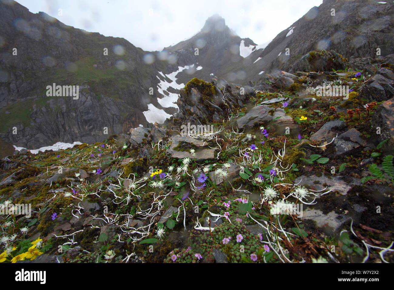 Primula bella hi-res stock photography and images - Alamy