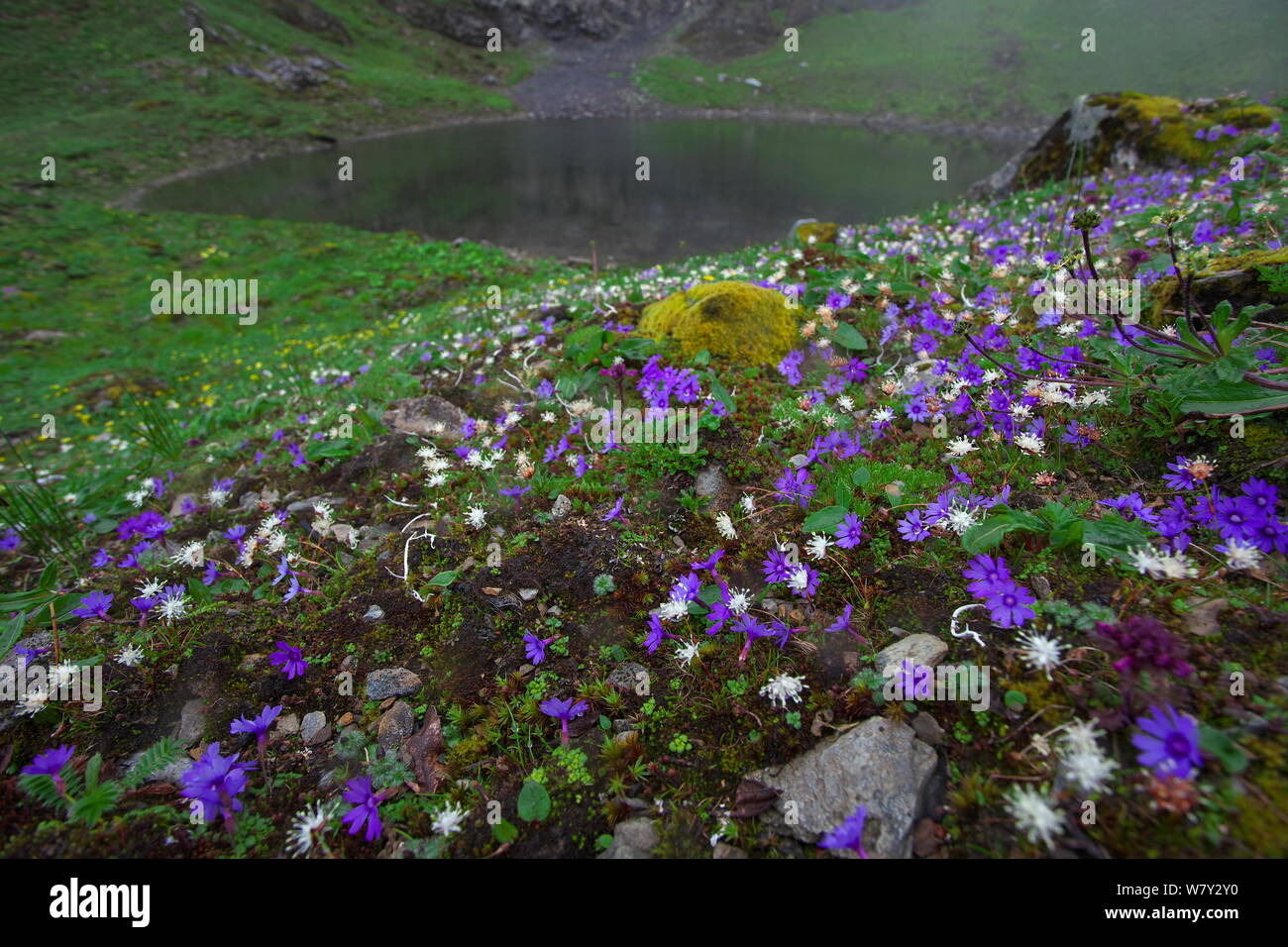 Primula bella hi-res stock photography and images - Alamy