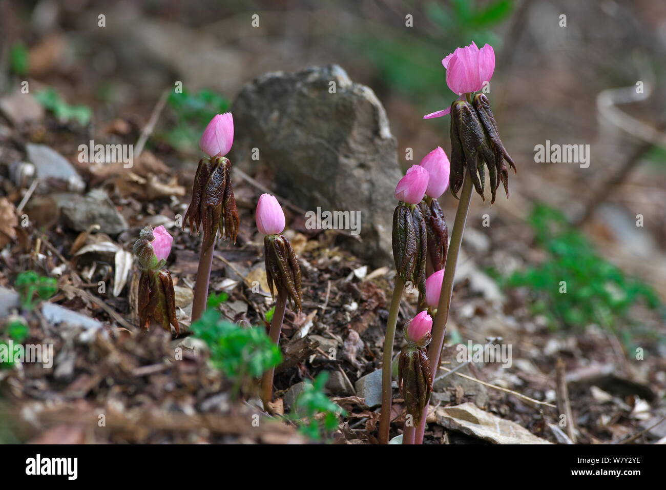 Sinopodophyllum (Podophyllum hexandrum) Jiajinshan Mountain, Maerkang ...