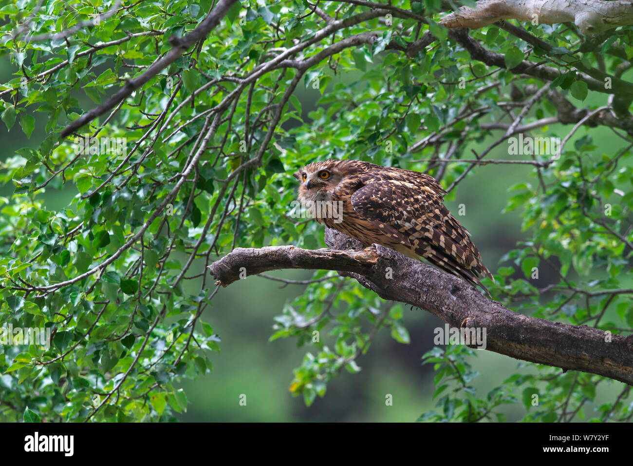 Tawny fish owl (Ketupa flavipes) Jiuzhaigou National Nature Reserve ...