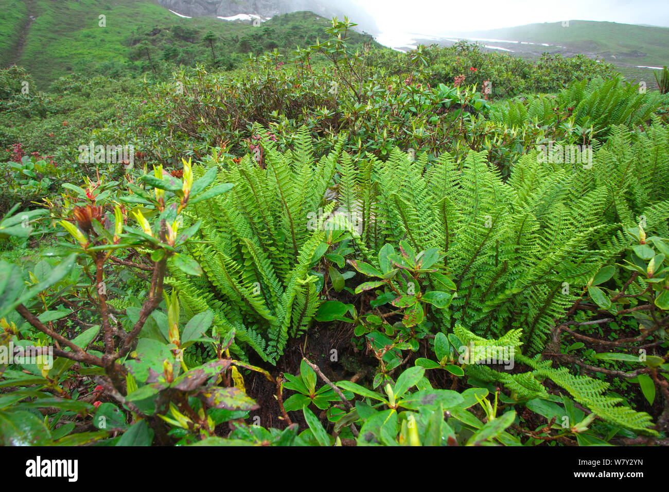 Vegetation and mist over Kawakarpo Mountain, Meri Snow Mountain ...