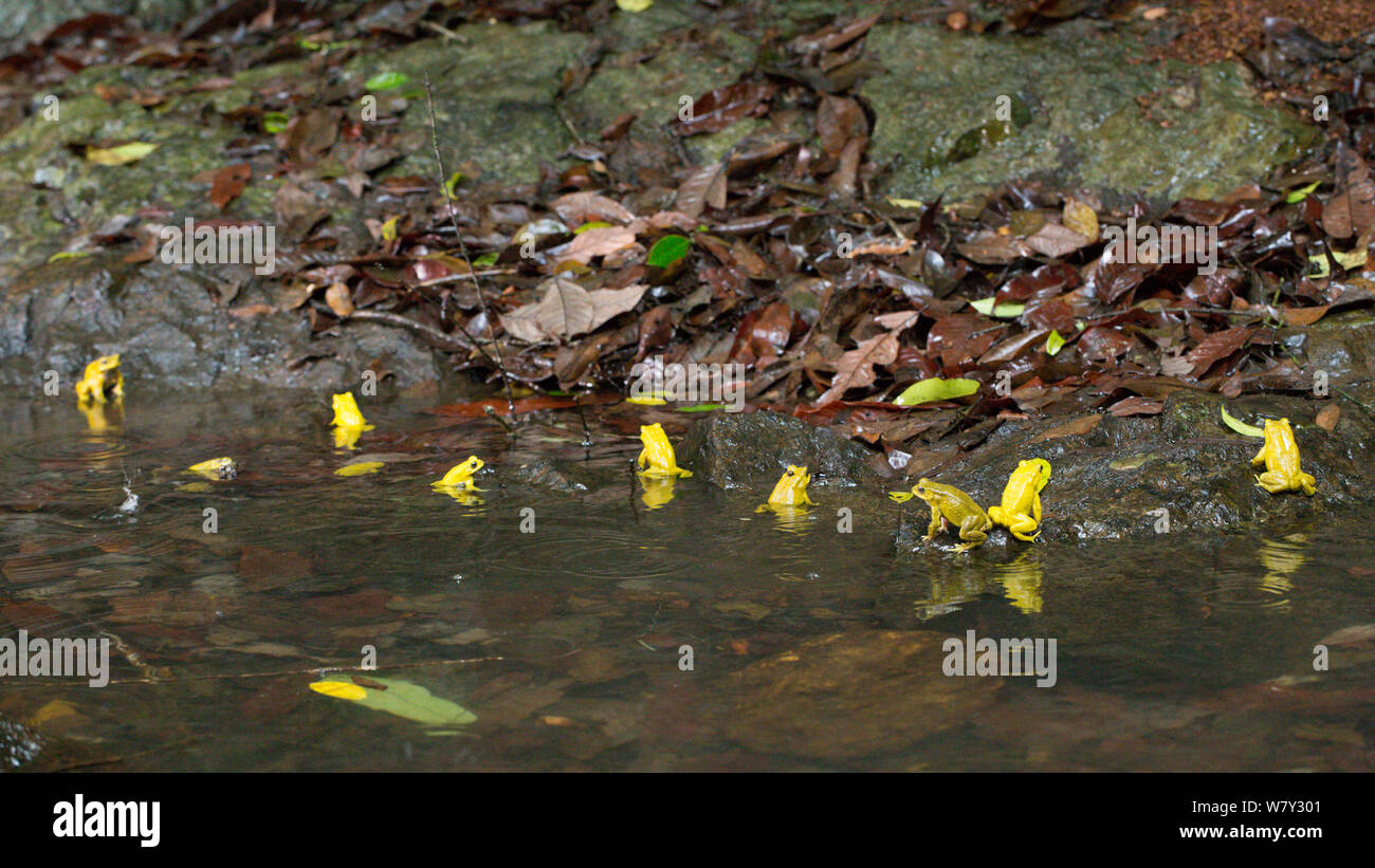 Asian Common toads (Duttaphrynus melanostictus) in mating colours ...