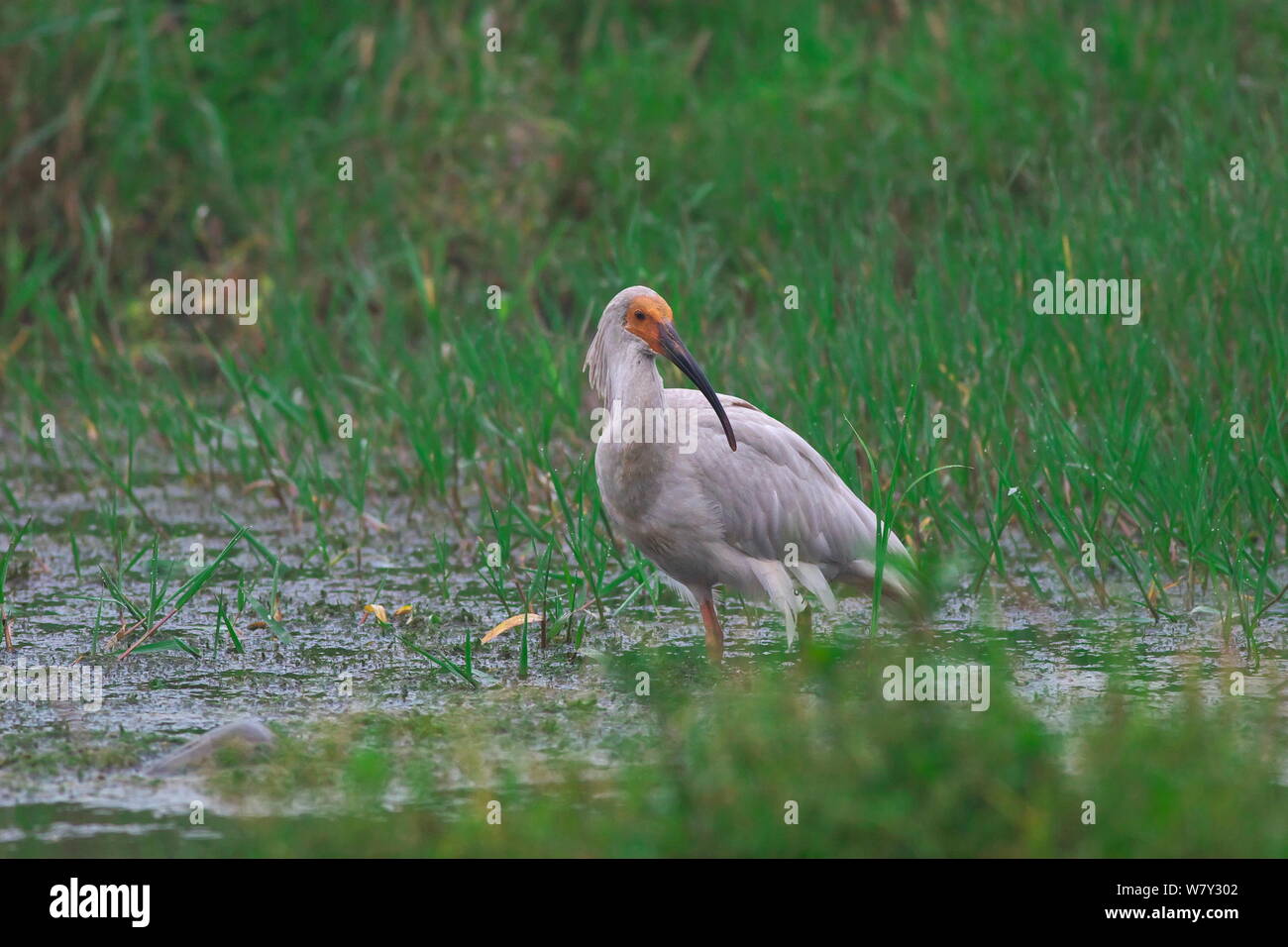 Oriental crested ibis hi-res stock photography and images - Alamy
