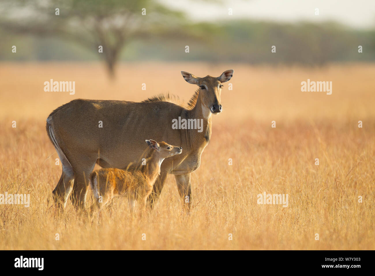 Blackbuck Antelope Baby