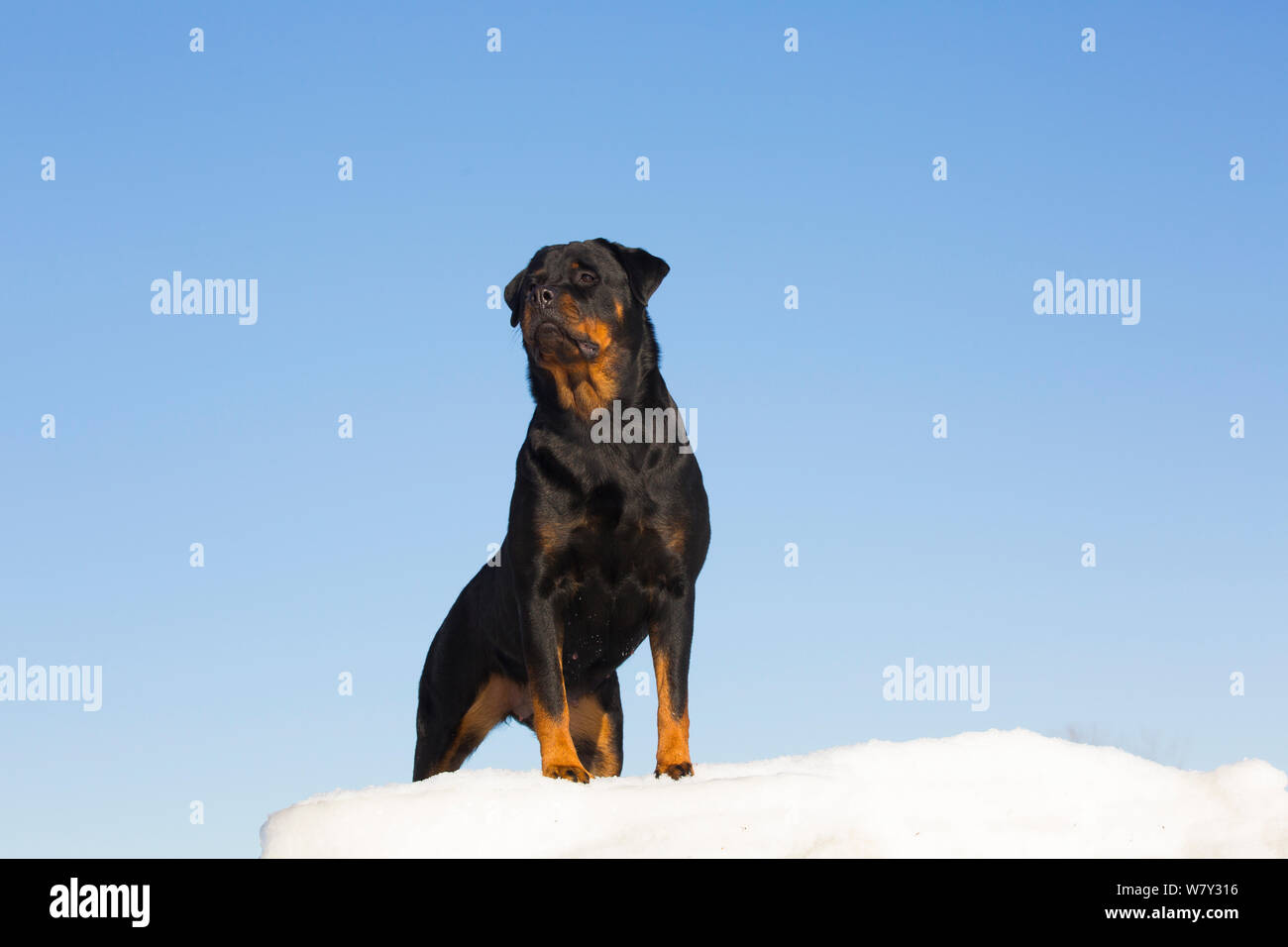 Rottweiler winter hi-res stock photography and images - Alamy