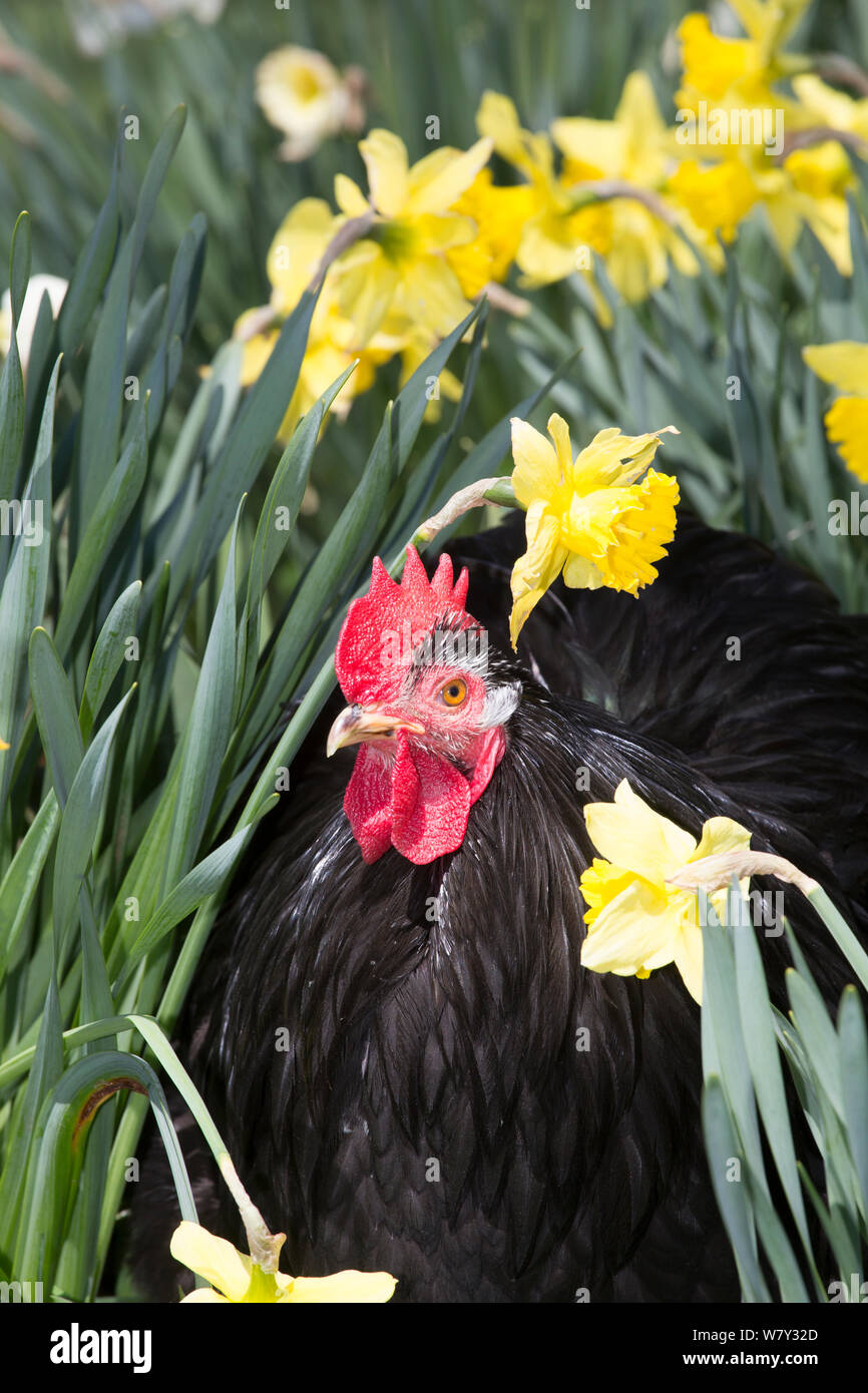 Black Mottled Cochin bantam rooster in daffodils, Cheshire, Connecticut ...