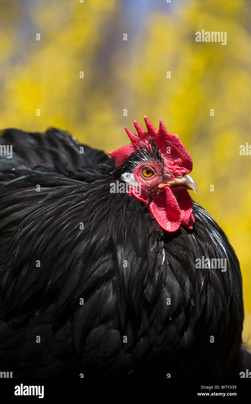 Black Mottled Cochin bantam rooster against background of Forsythia ...