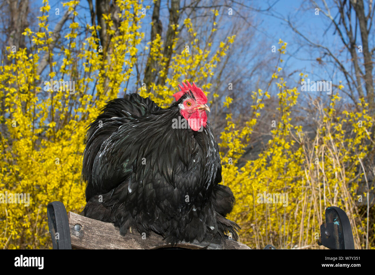 Black Mottled Cochin bantam rooster, against background of Forsythia ...