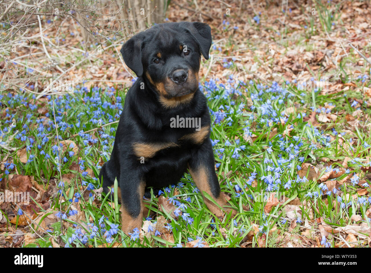 Rottweiler pup in blue flowers, Waterford, Connecticut, USA Stock Photo ...