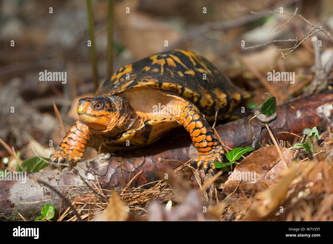 Eastern box turtle (Terrapene carolina carolina) Connecticut, USA Stock ...