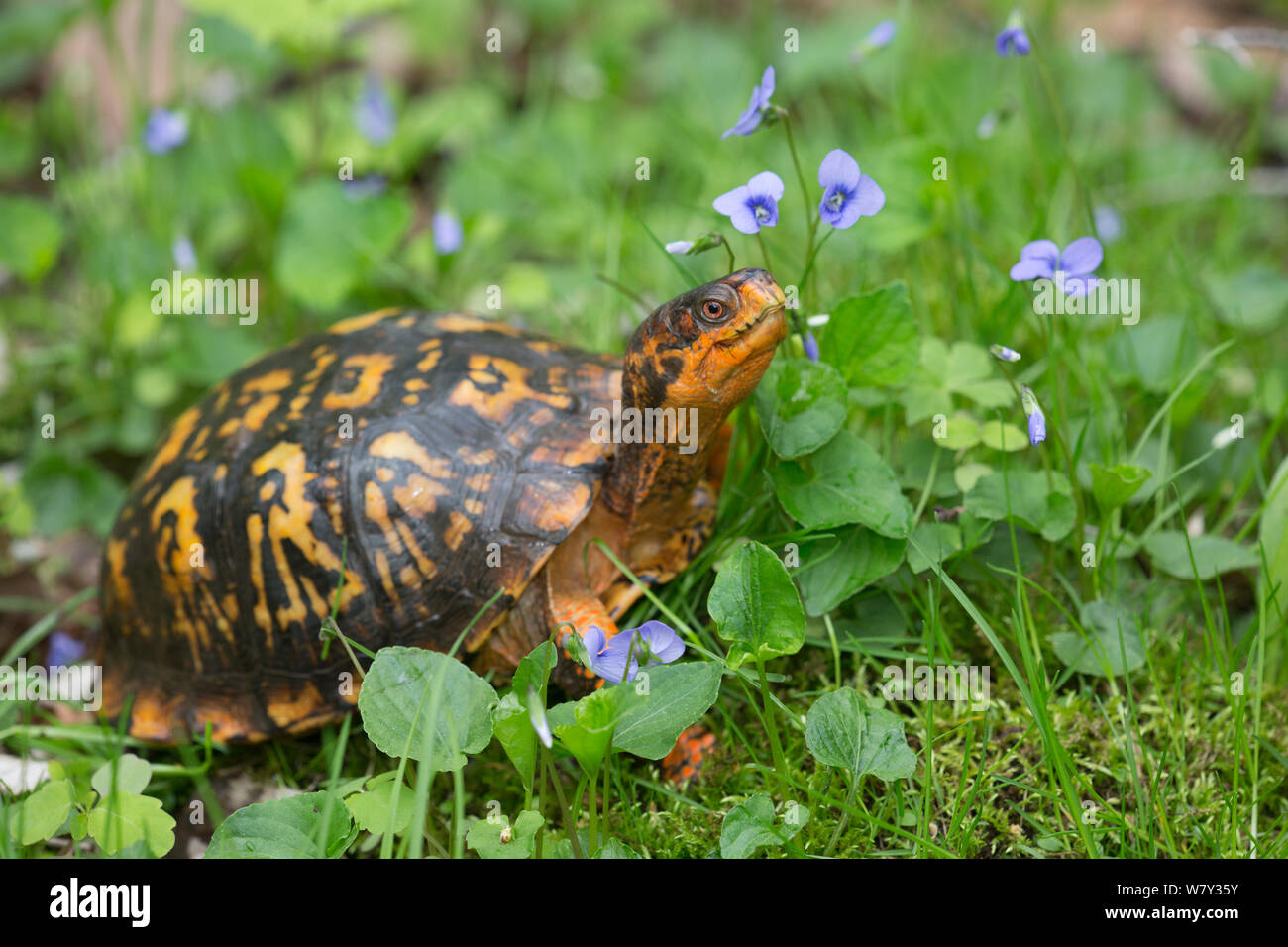 North american box turtle hi-res stock photography and images - Alamy