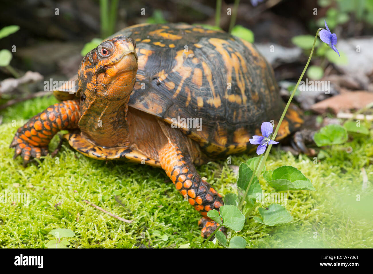 Mexican box turtle hi-res stock photography and images - Alamy