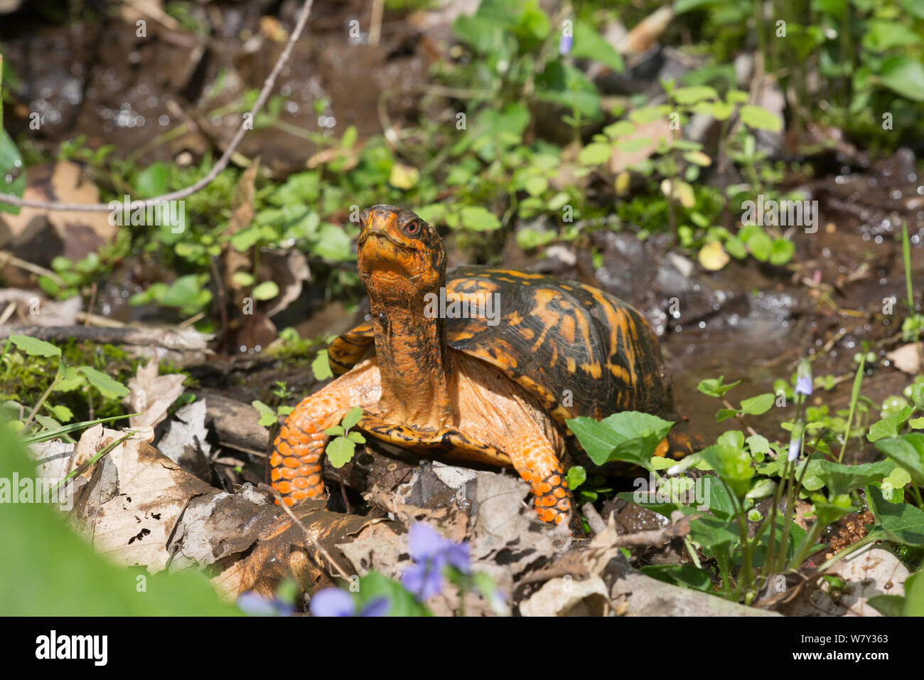 Eastern box turtle (Terrapene carolina carolina) on sphagnum moss and ...