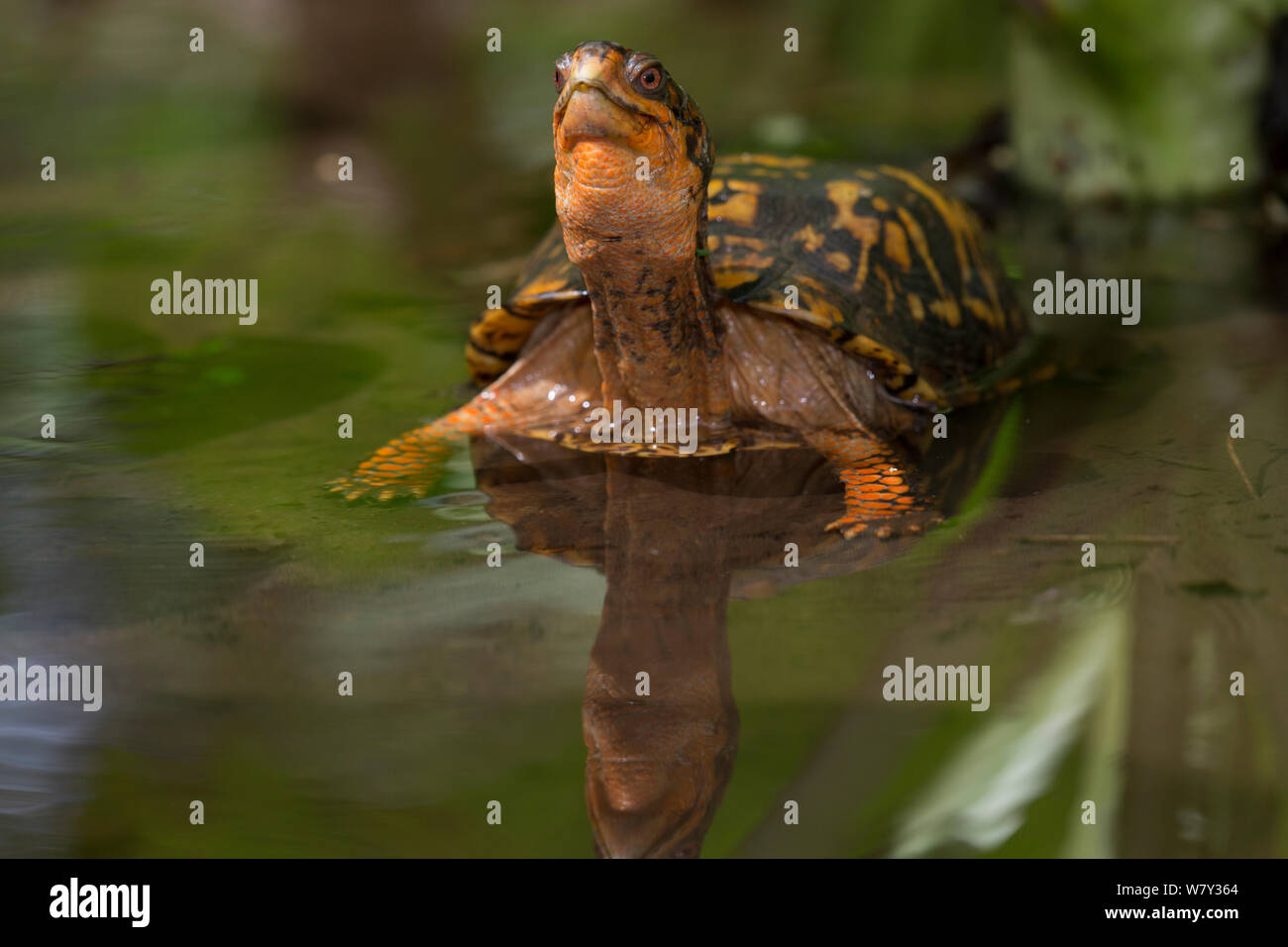 Eastern box turtle (Terrapene carolina carolina) in woodland pool ...
