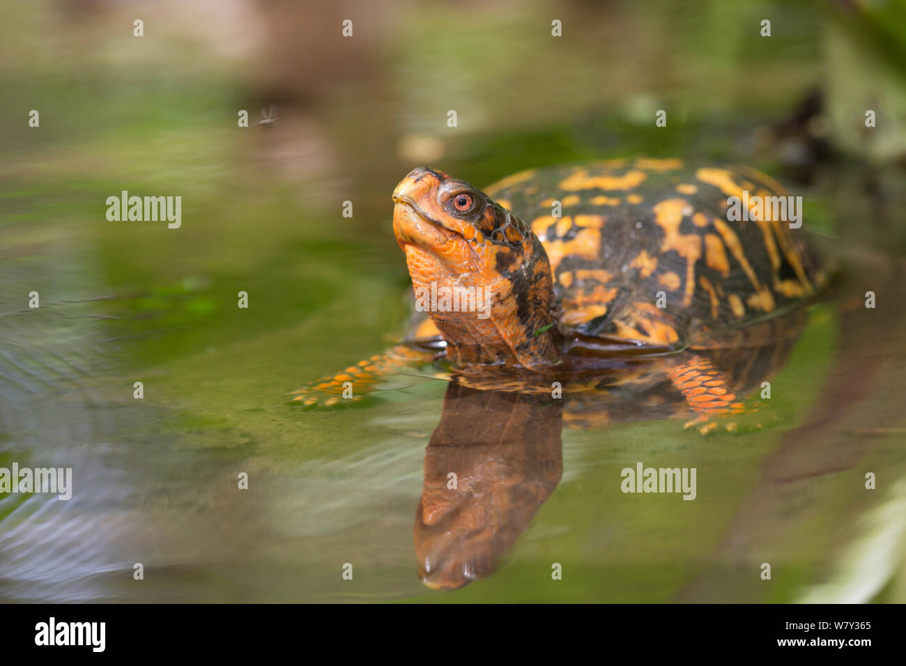 Mexican box turtle hi-res stock photography and images - Alamy