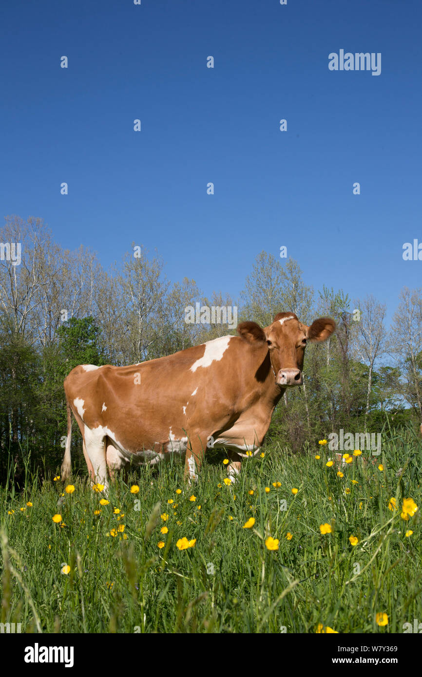 Guernsey cow hi-res stock photography and images - Alamy