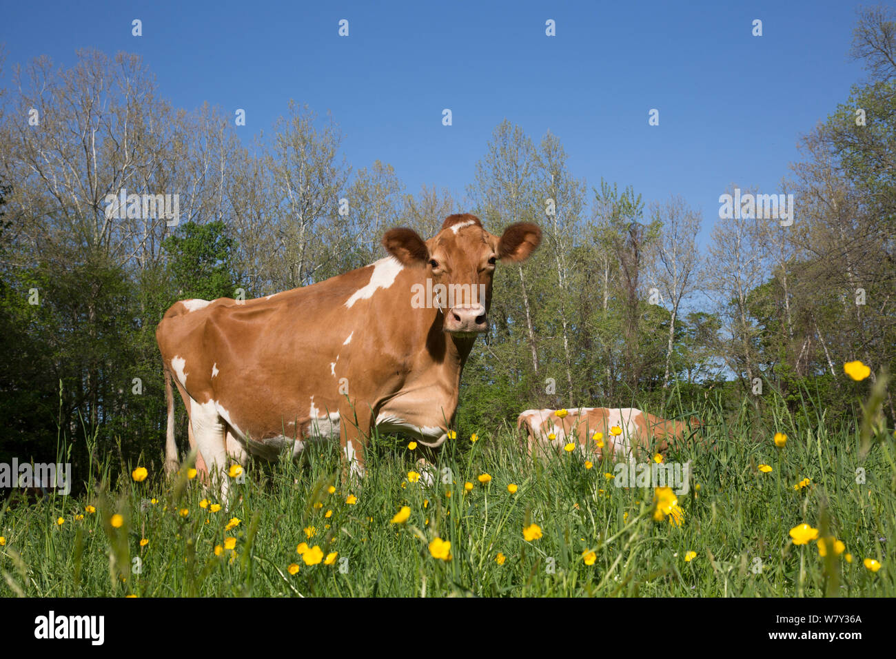 Guernsey cow in spring pasture, Granby, Connecticut, USA Stock Photo ...