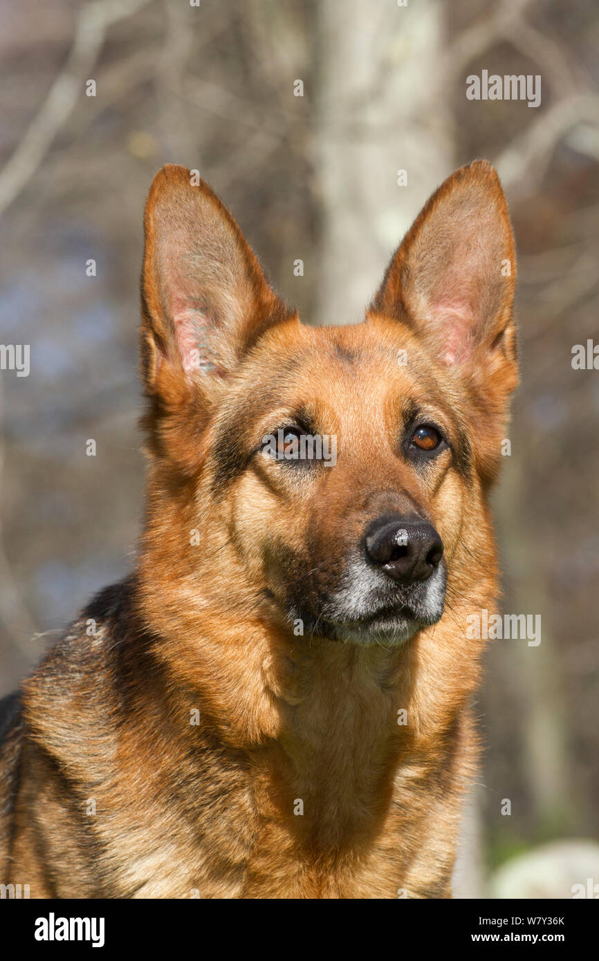 American german shepherd hi-res stock photography and images - Alamy