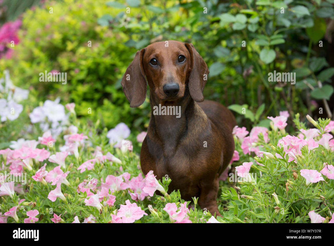 Standard Dachshund in summer garden flowers, Monroe, Connecticut, USA ...