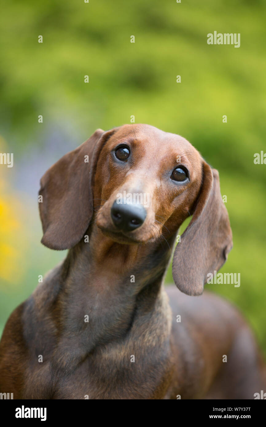 Standard Dachshund portrait, Monroe, Connecticut, USA Stock Photo - Alamy