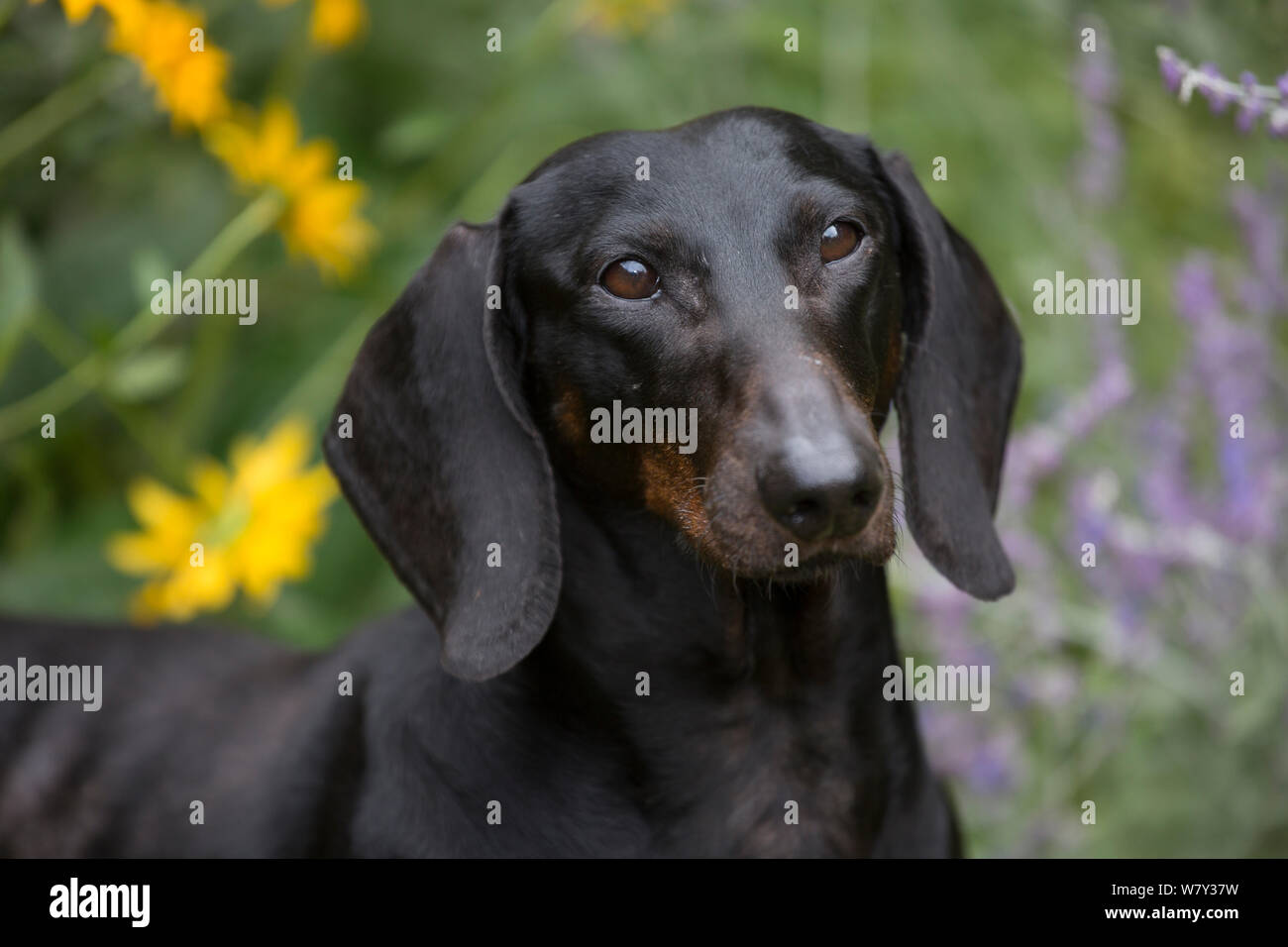 Standard Dachshund in garden, Monroe, Connecticut, USA Stock Photo - Alamy