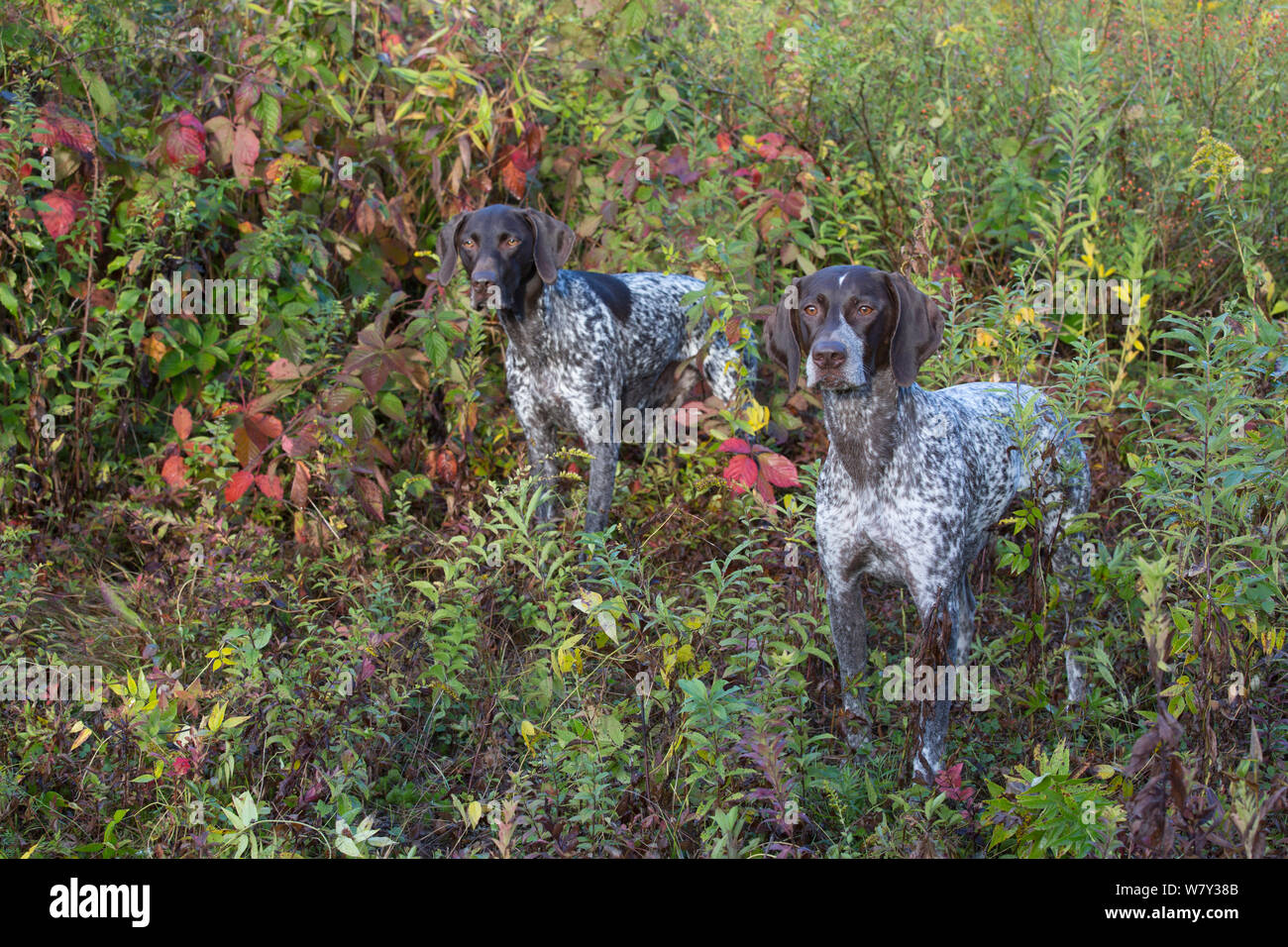 Female German Shorthair Pointers in early autumn vegetation, Canterbury ...