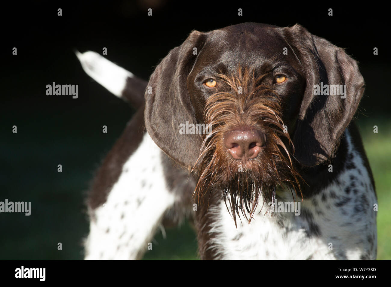 Beards and moustaches hi-res stock photography and images - Alamy