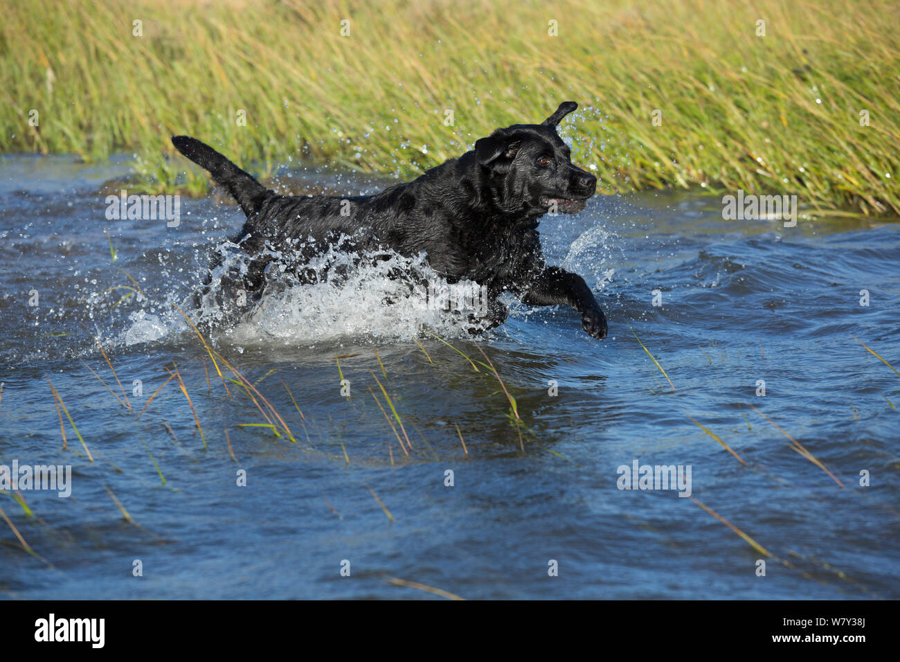 North American Retriever High Resolution Stock Photography and Images ...