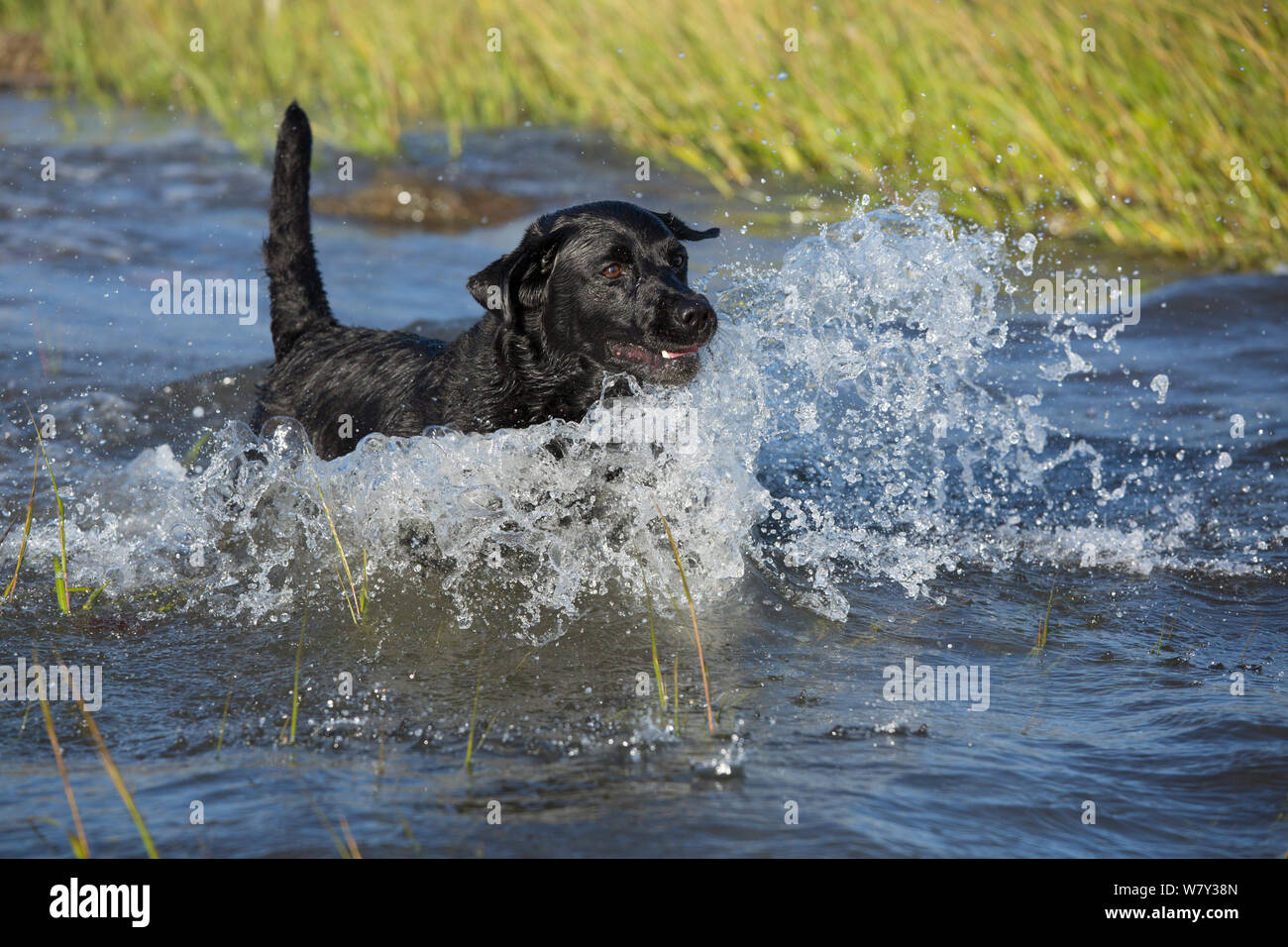 North american retriever hi-res stock photography and images - Alamy