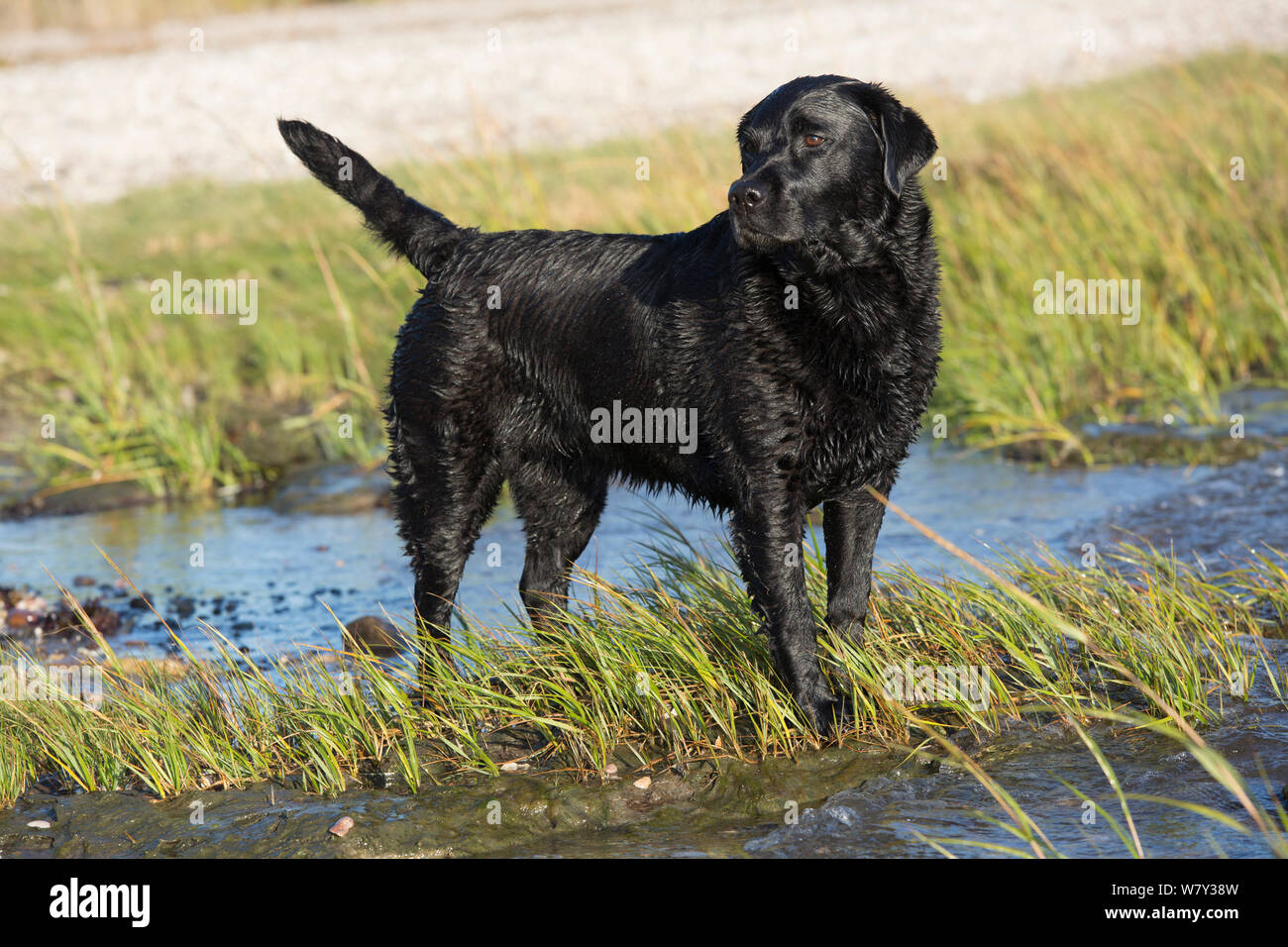 Labrador Retriever standing in salt marsh, Guilford, Connecticut, USA ...