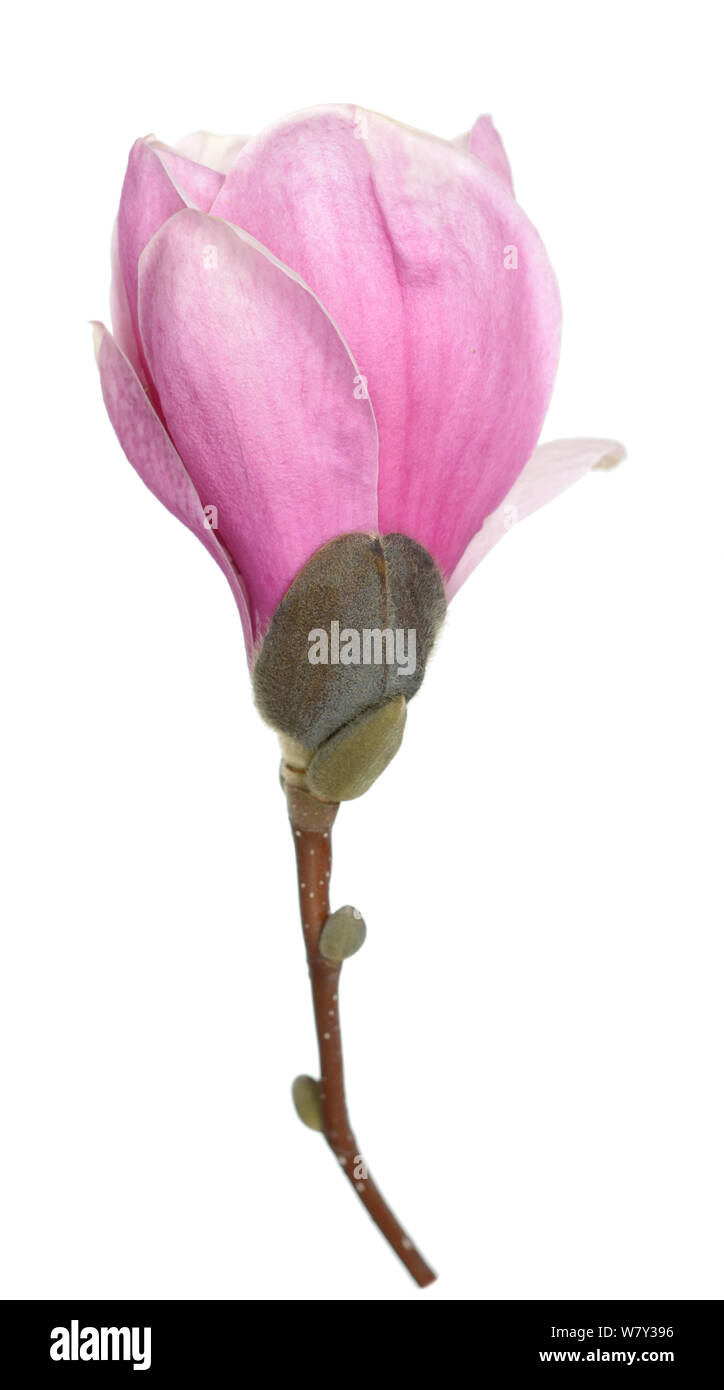 Single magnolia flower isolated on white background Stock Photo - Alamy
