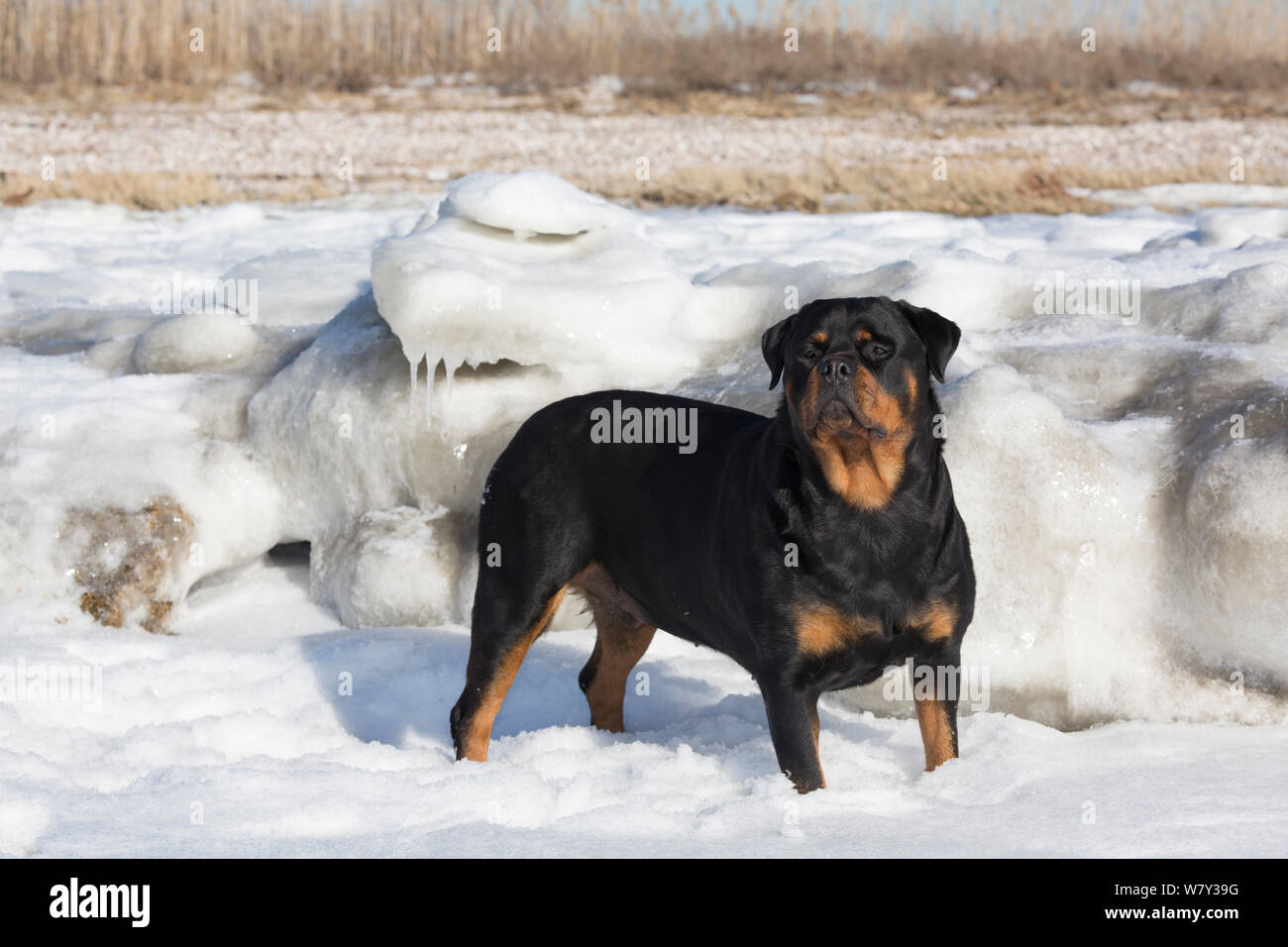 Rottweiler in snow on winter beach, Guilford, Connecticut, USA Stock ...