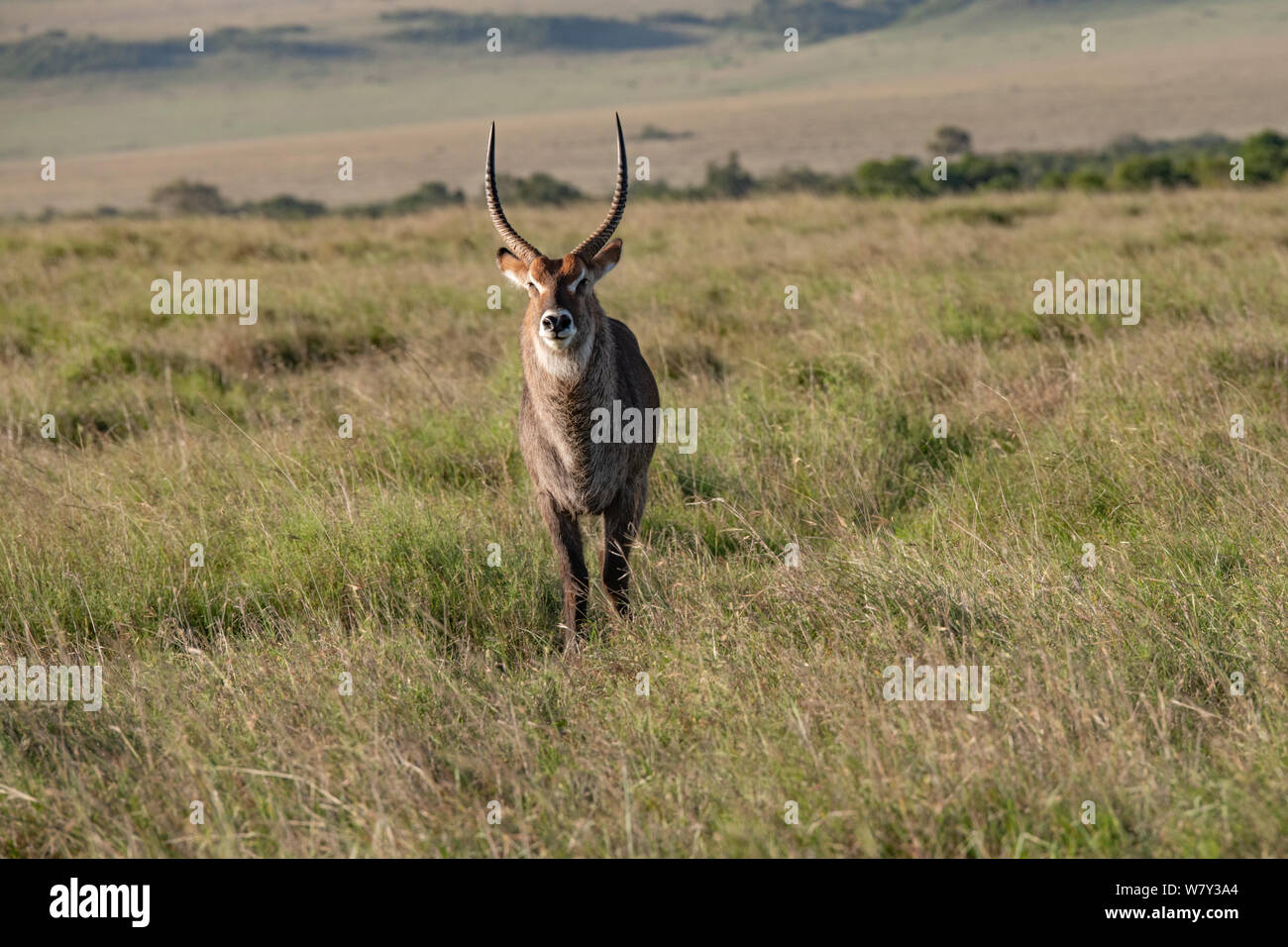 Deer Safari Animals Water High Resolution Stock Photography and Images ...
