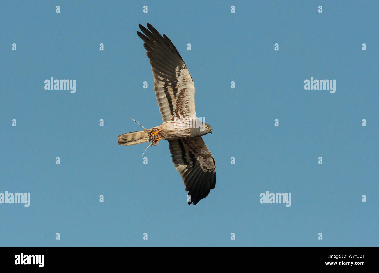 Flying partridge hi-res stock photography and images - Alamy