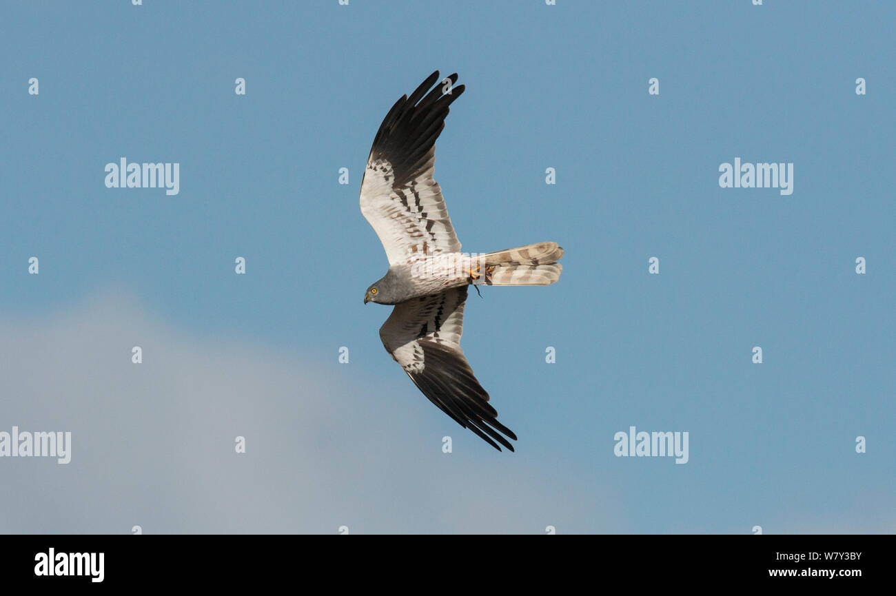 Flying lizard flight hi-res stock photography and images - Alamy