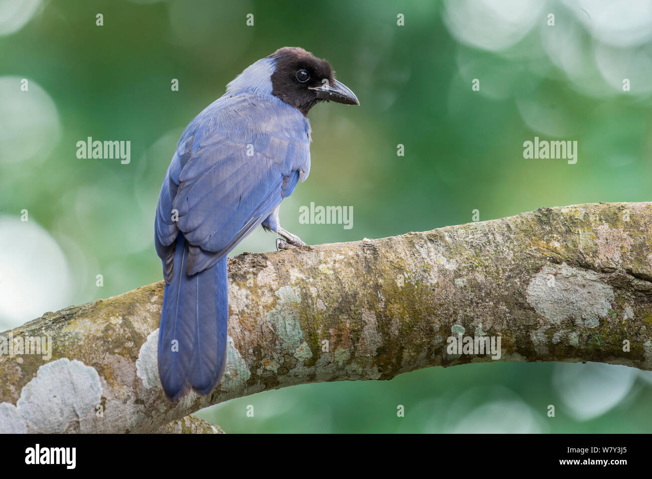 Violaceous Jay (Cyanocorax violaceus), Hato La Aurora Reserve, Los ...