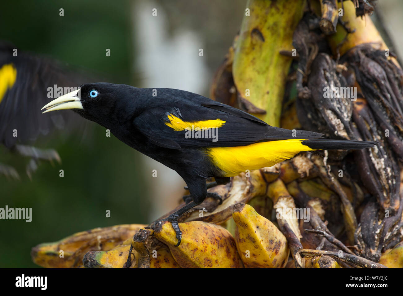 Yellow-rumped Cacique (Cacicus cela), Hato La Aurora Reserve, Los ...