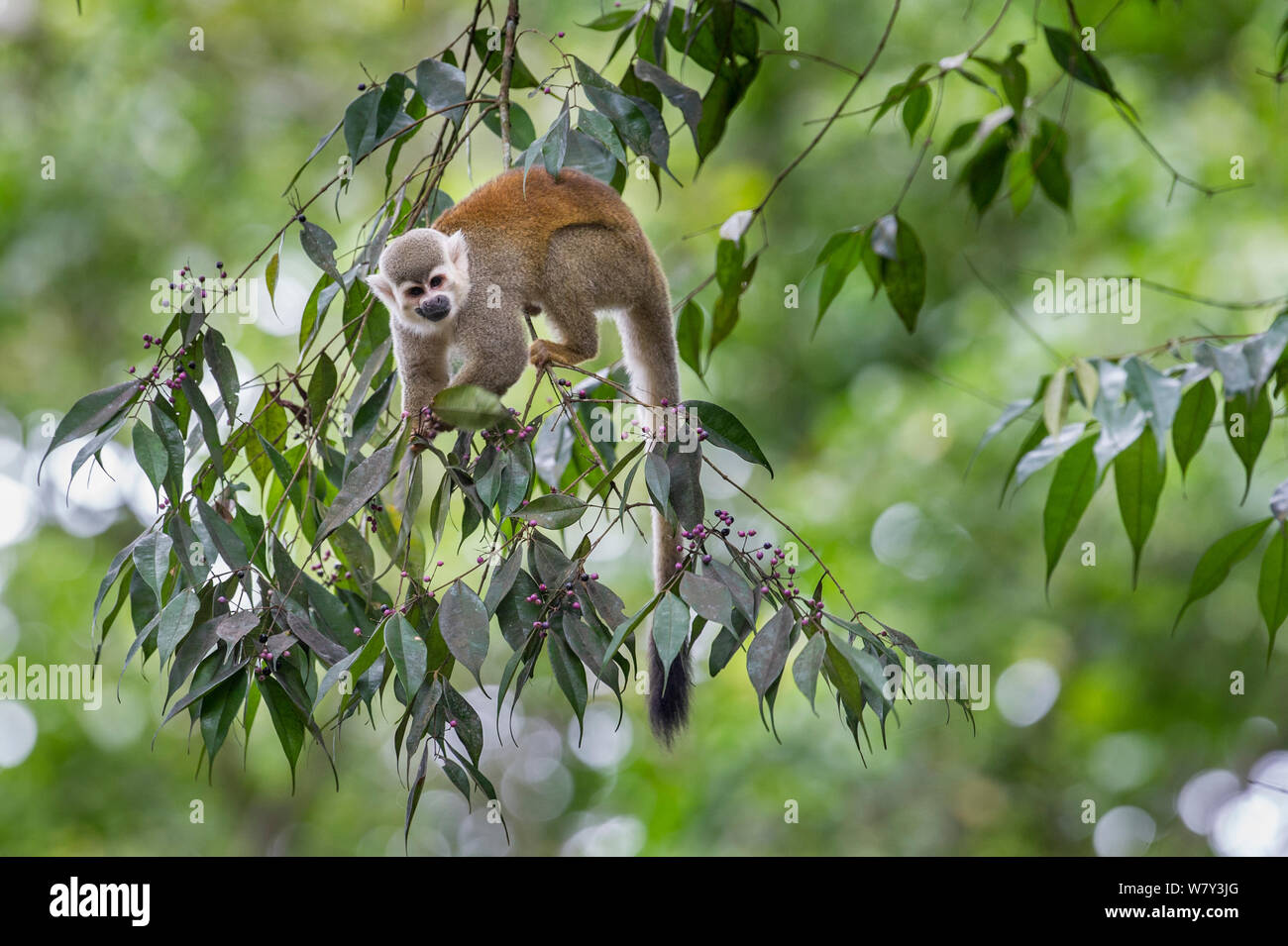 Common Squirrel Monkey (Saimiri sciureus olivaceous) feeding in ...