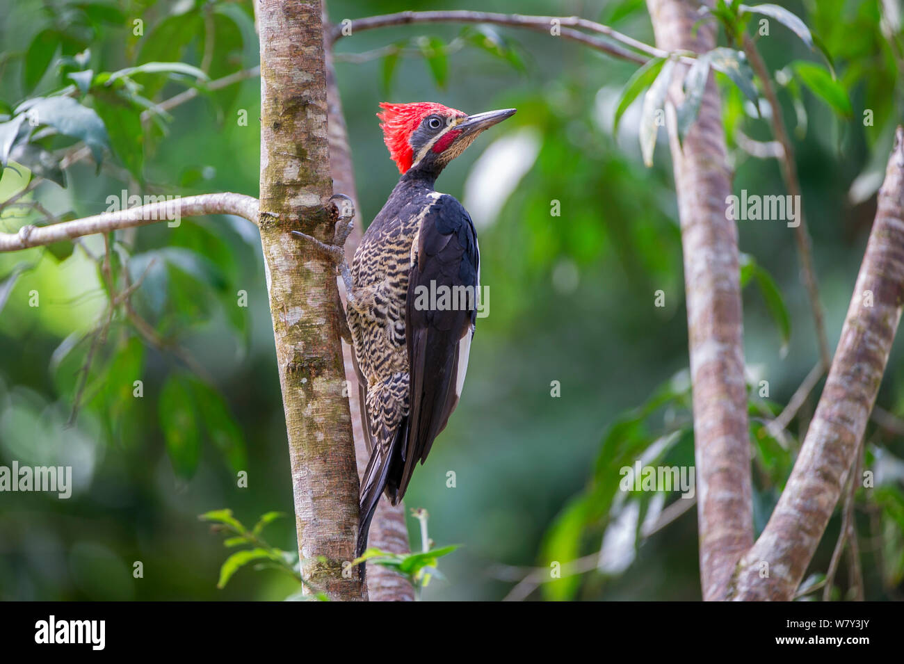 Forest canopy birds hi-res stock photography and images - Alamy