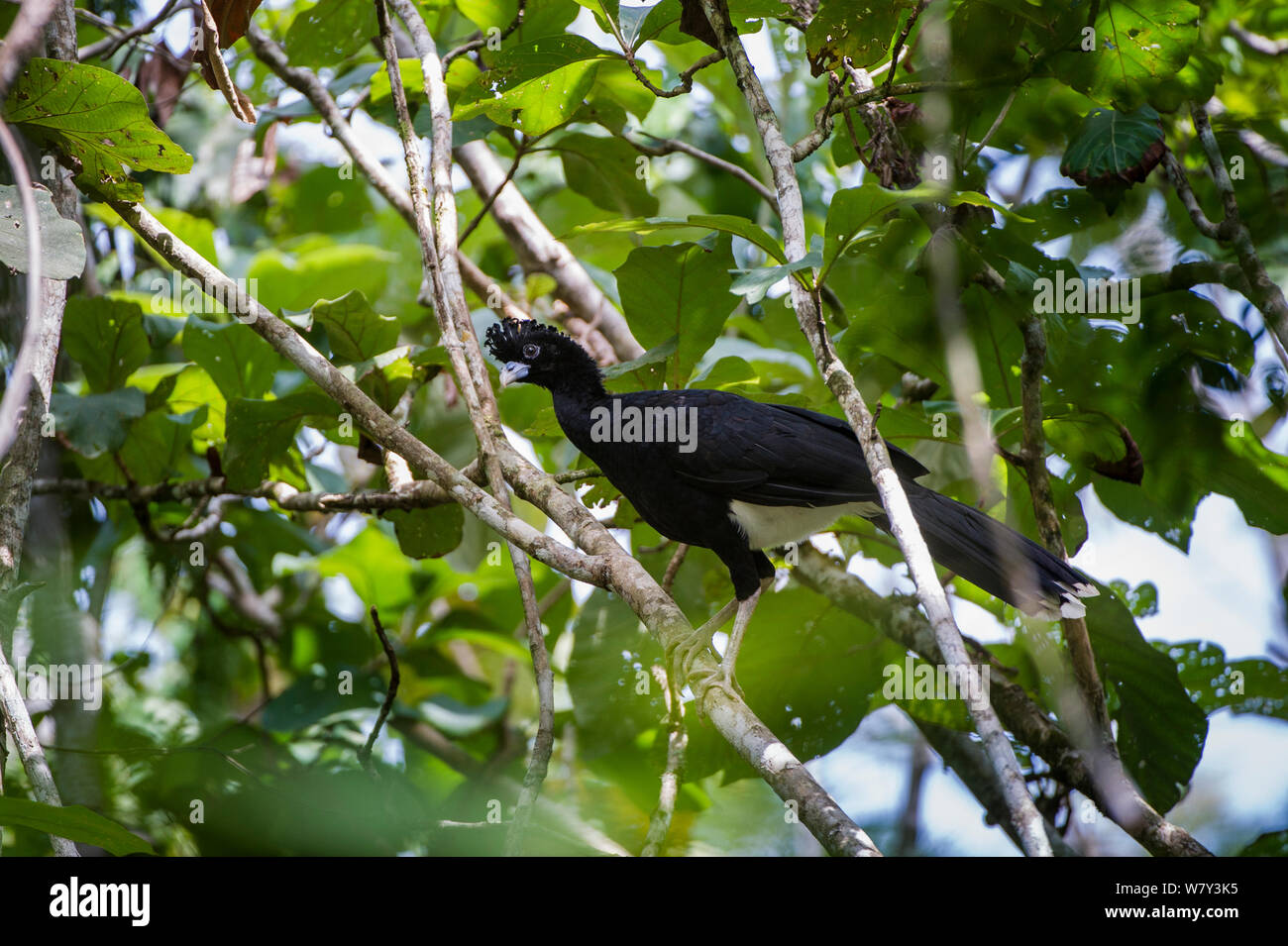 Male Blue-billed Curassow (Crax alberti) in forest canopy. Paujil ...
