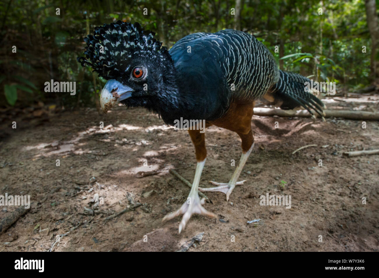 S curassow hi-res stock photography and images - Alamy