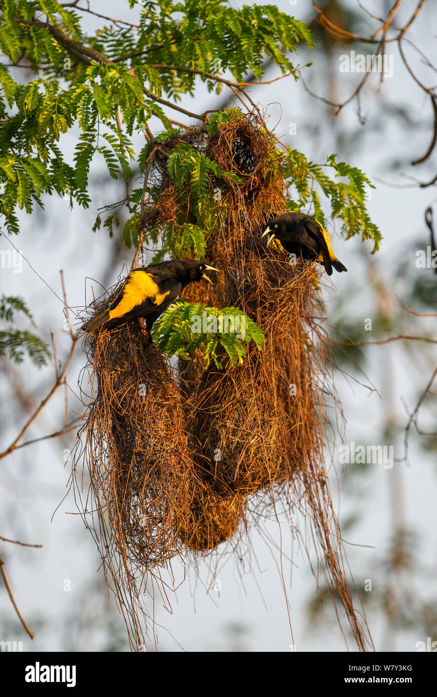 Yellow-rumped Caciques (Cacicus cela) at their nest in forest along the ...